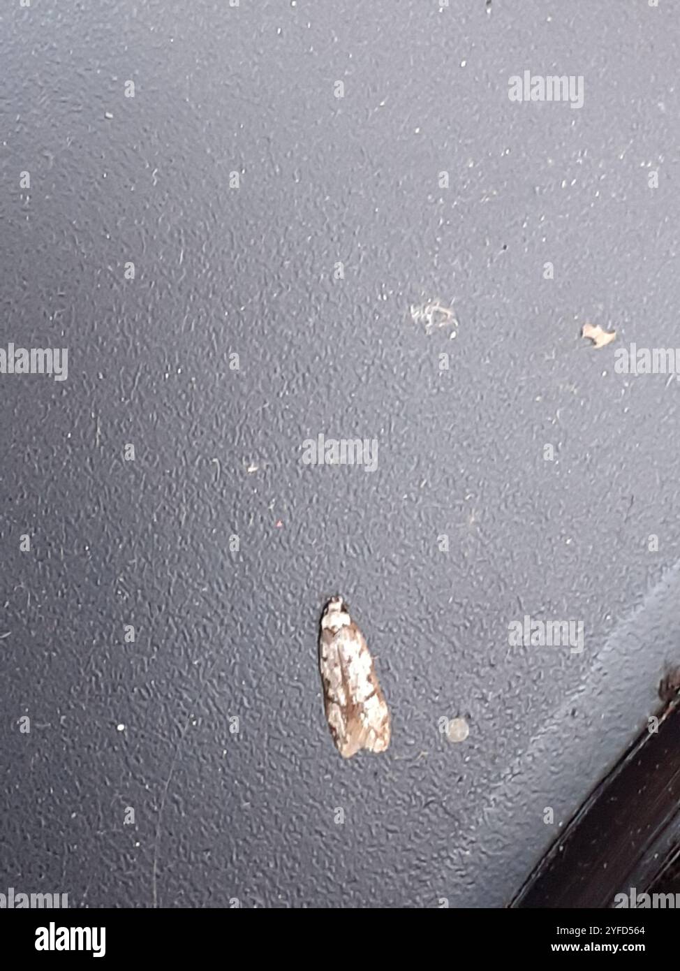 White-shouldered House Moth (Endrosis sarcitrella Stock Photo - Alamy