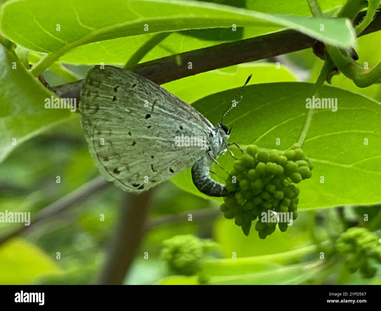 Summer Azure (Celastrina neglecta Stock Photo - Alamy