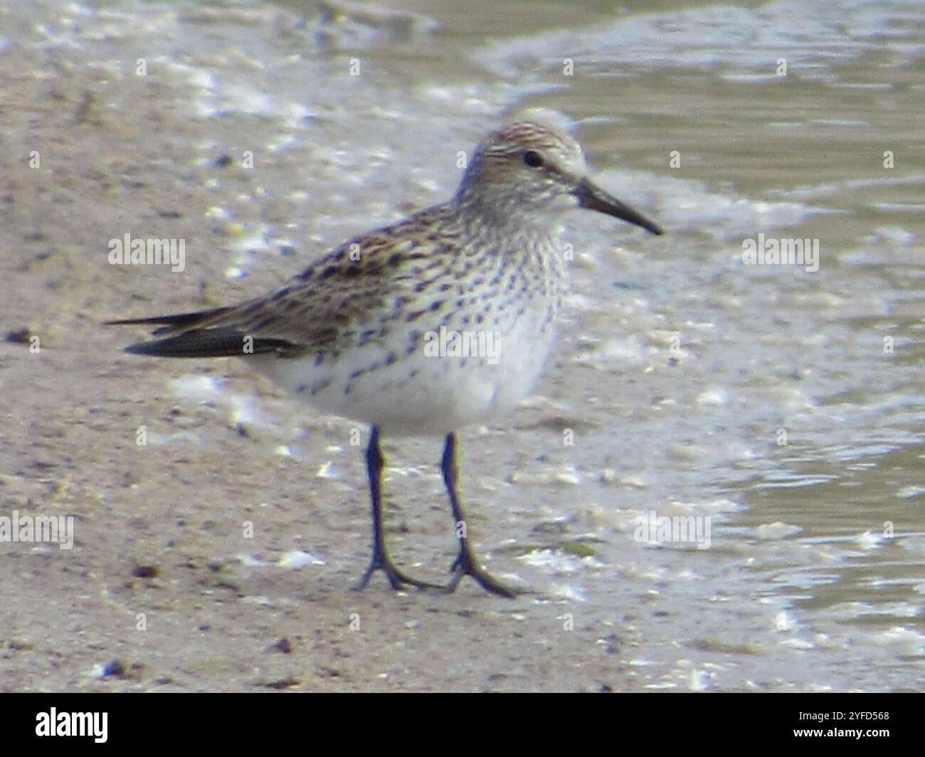White-rumped Sandpiper (Calidris fuscicollis Stock Photo - Alamy
