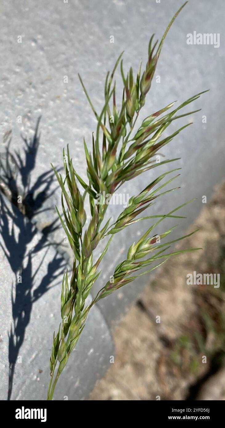 Bulbous Bluegrass (Poa bulbosa Stock Photo - Alamy