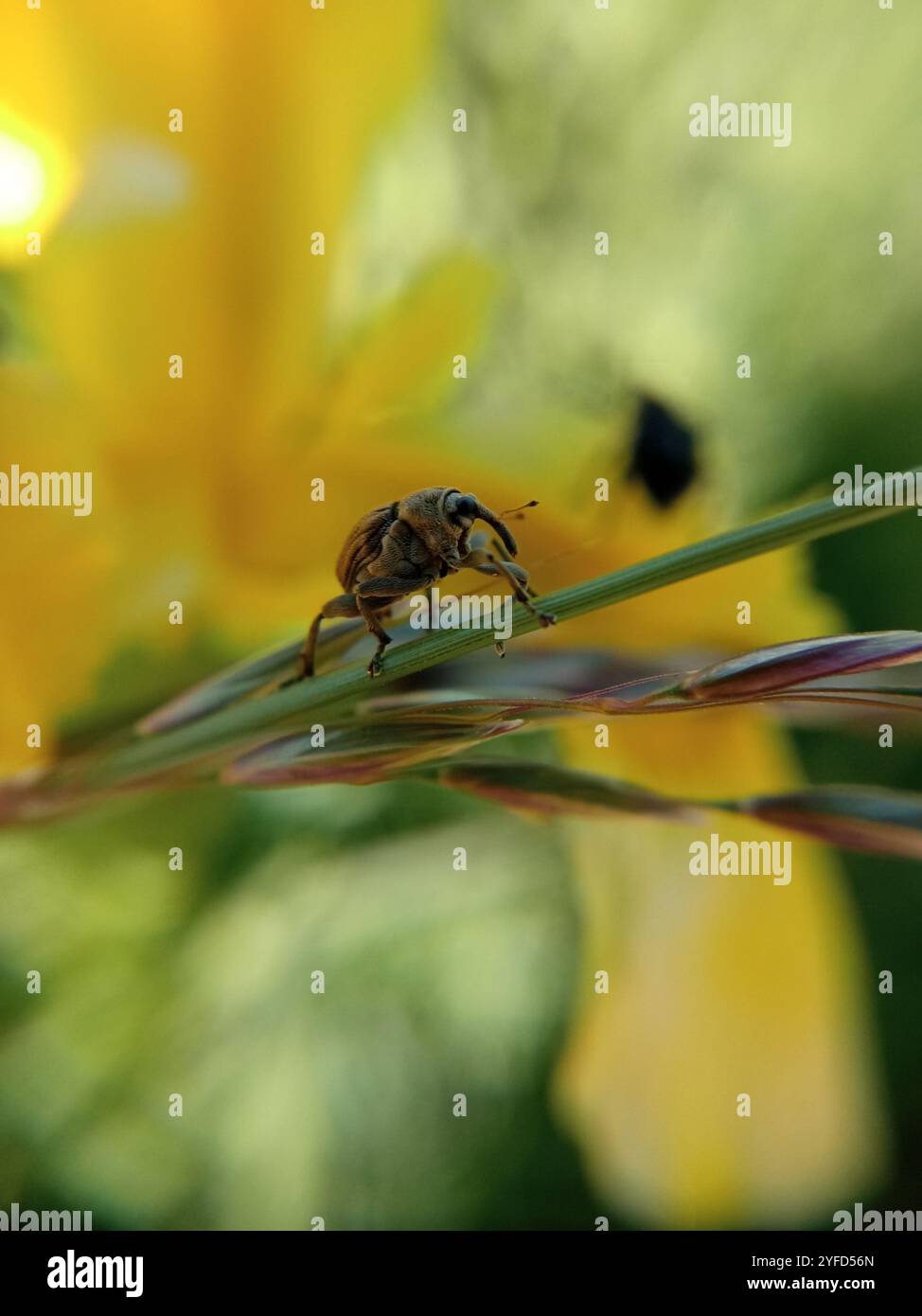 Punctumalbum hi-res stock photography and images - Alamy