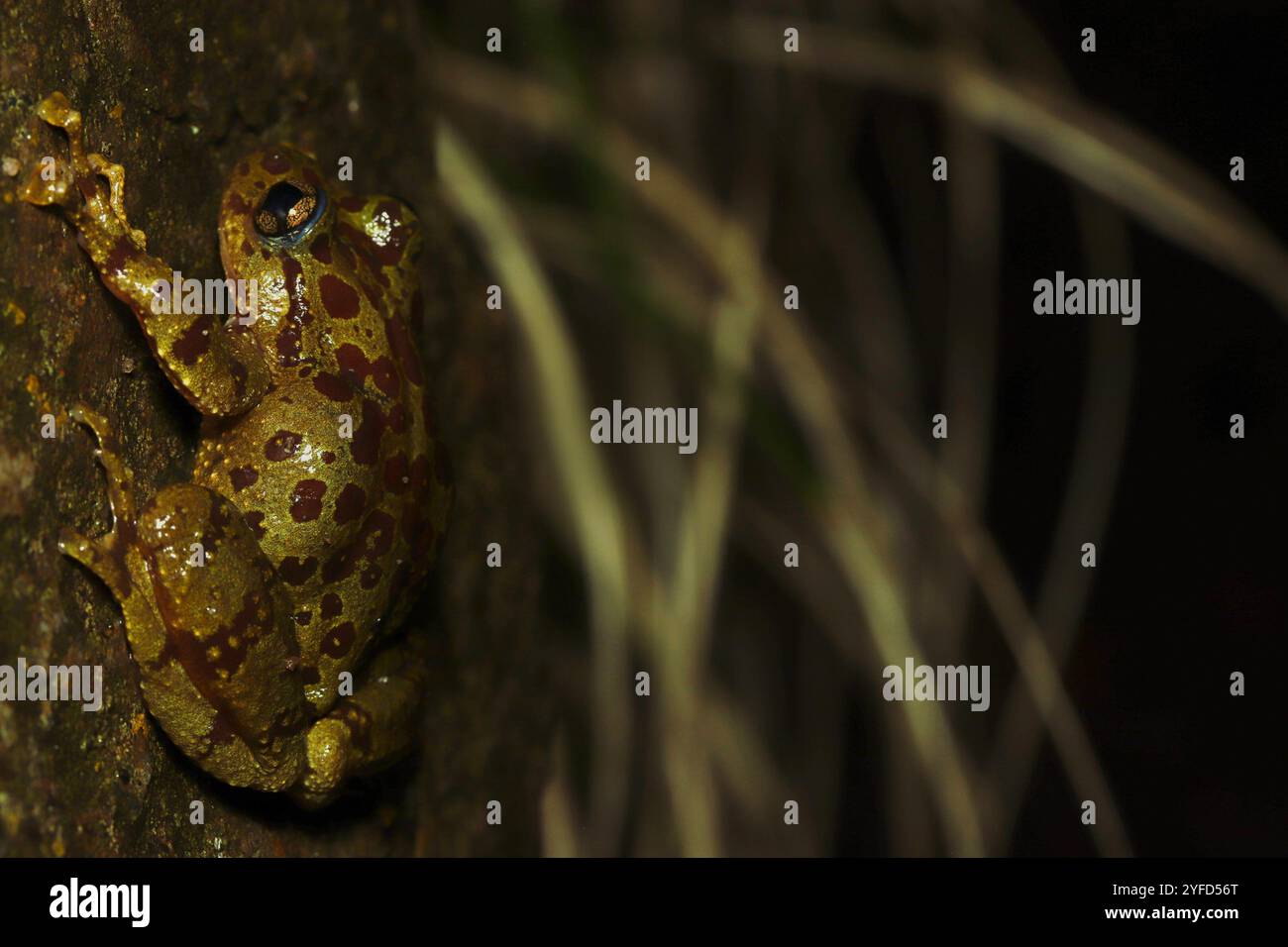 Cape Ghost frog (Heleophryne purcelli Stock Photo - Alamy