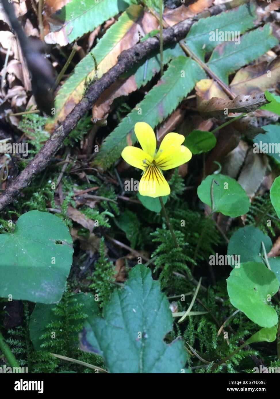 Redwood Violet (Viola sempervirens Stock Photo - Alamy