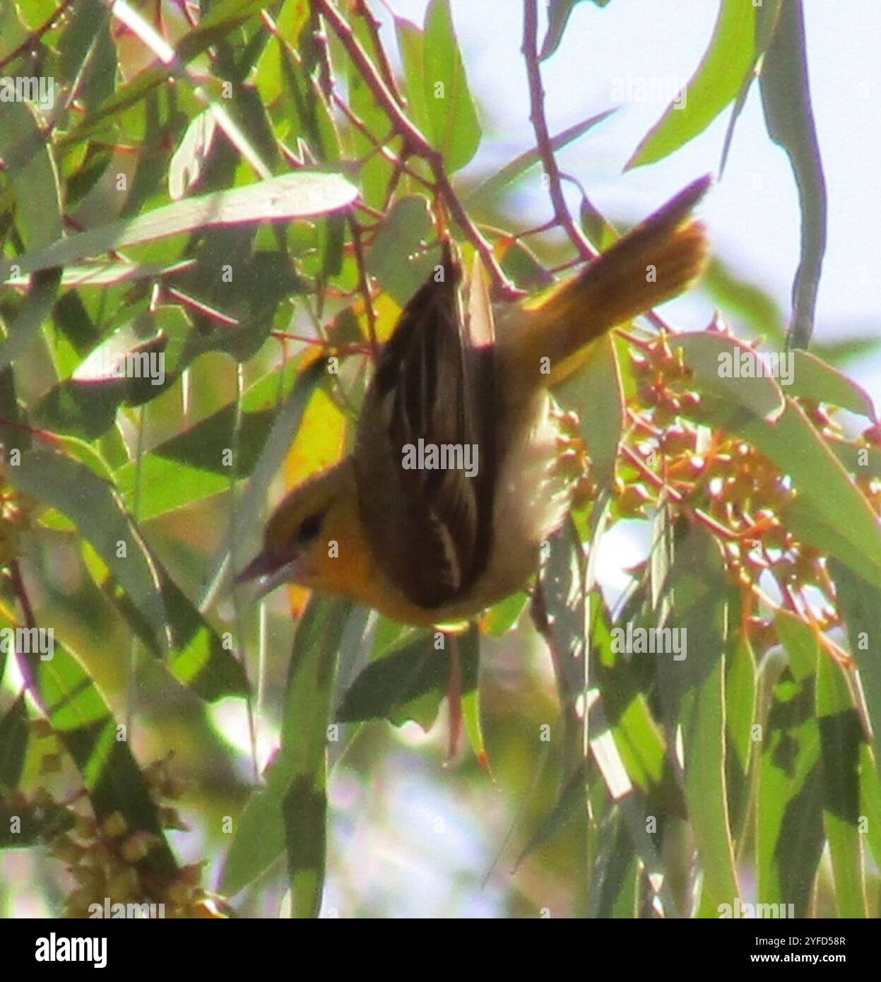Bullock's Oriole (Icterus bullockii Stock Photo - Alamy