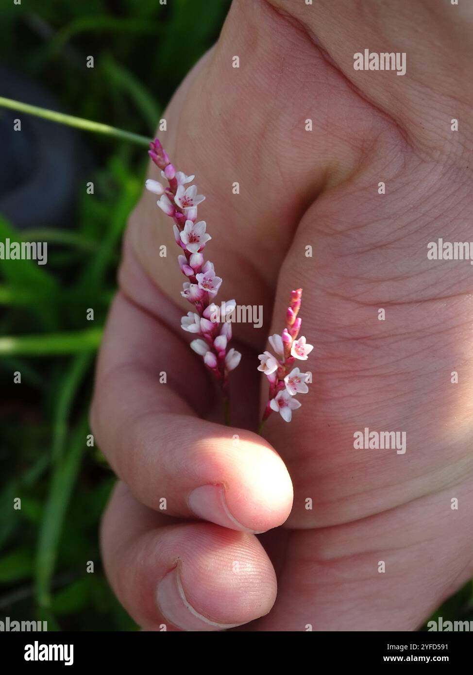 swamp smartweed (Persicaria hydropiperoides Stock Photo - Alamy