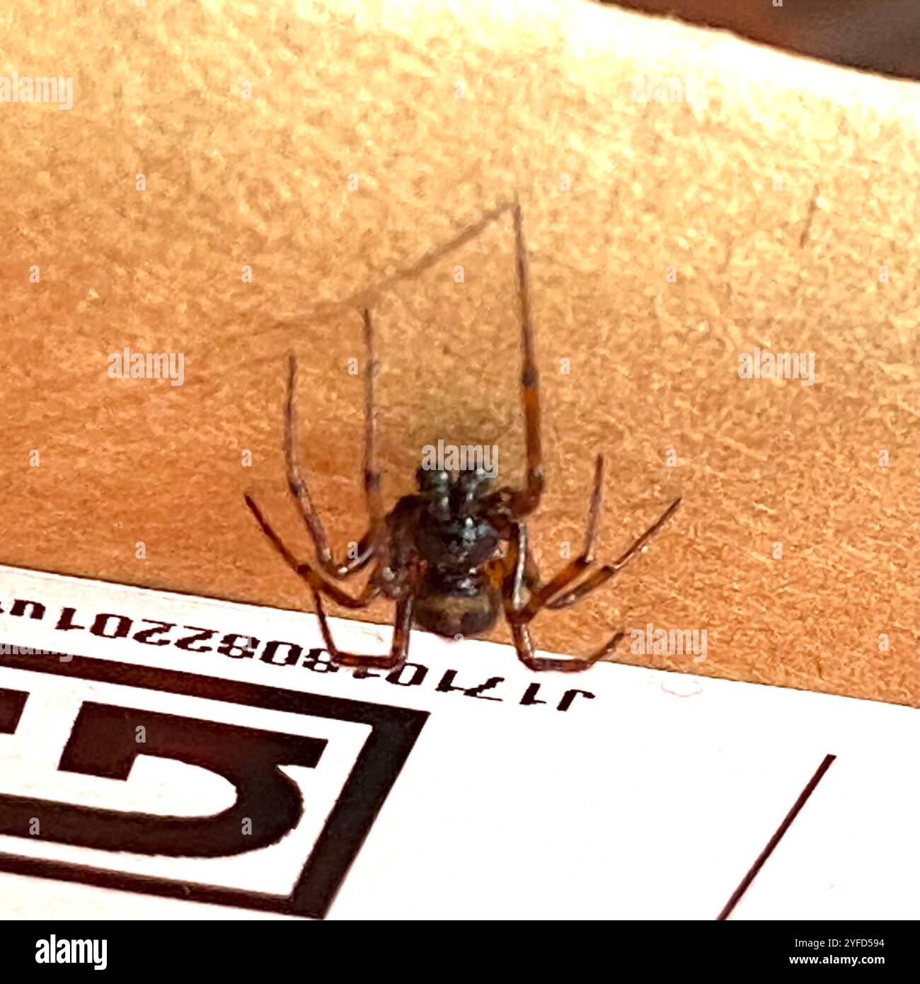 Comb-footed Spiders (Theridiidae Stock Photo - Alamy