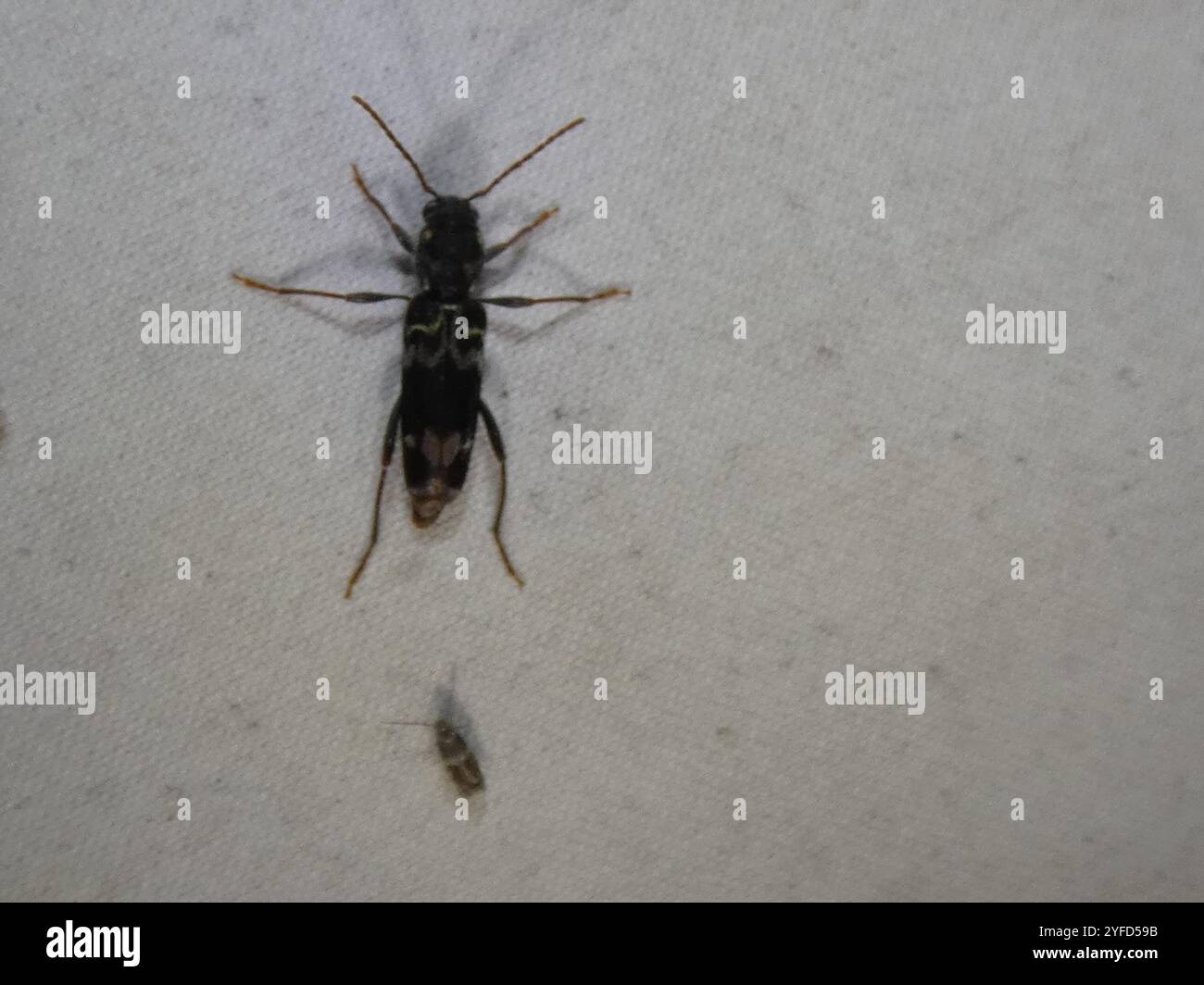 Rustic Borer (Xylotrechus colonus Stock Photo - Alamy