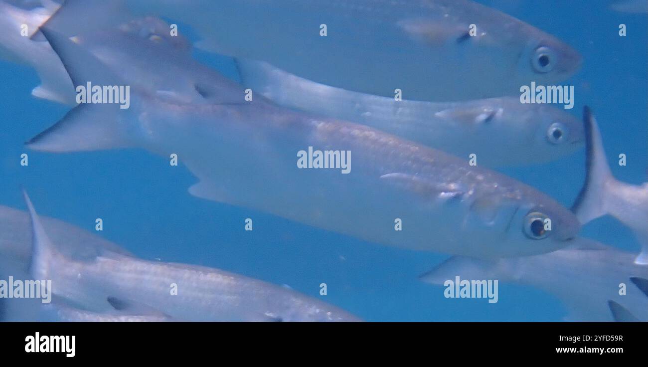 Common Mullets (Mugil Stock Photo - Alamy