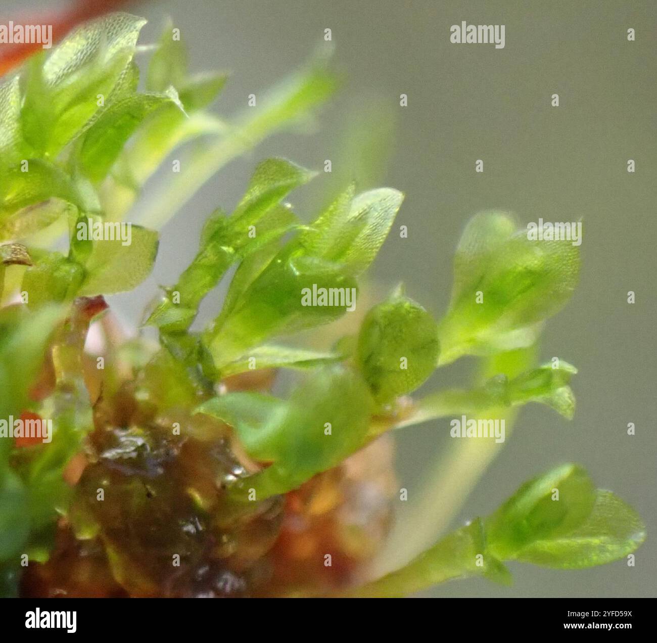 Austral Poop Moss (Tayloria octoblepharum Stock Photo - Alamy