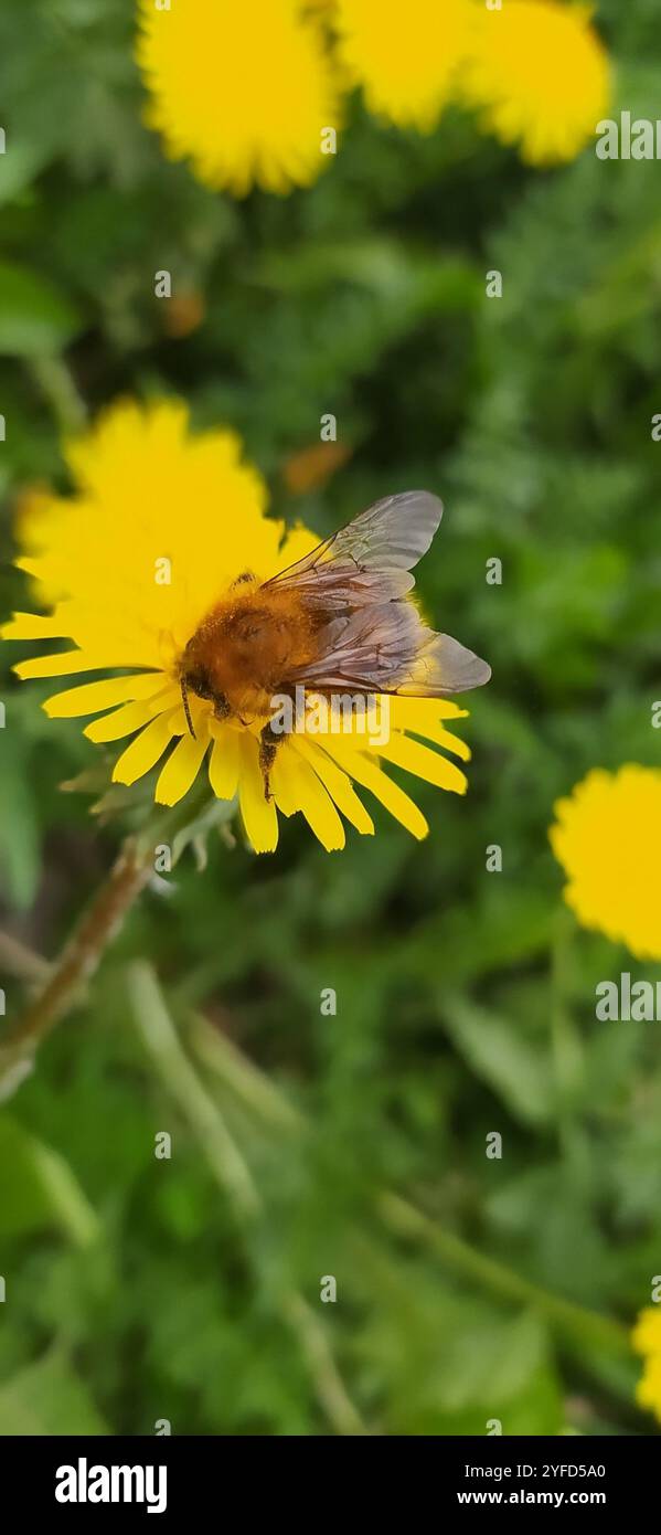 Tree Bumble Bee (Bombus hypnorum Stock Photo - Alamy