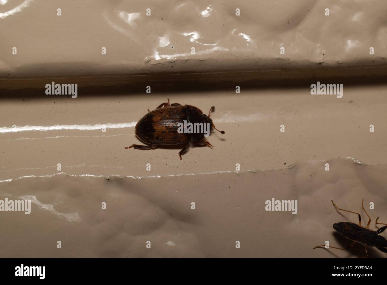 Exotic sap beetle (Phenolia picta Stock Photo - Alamy