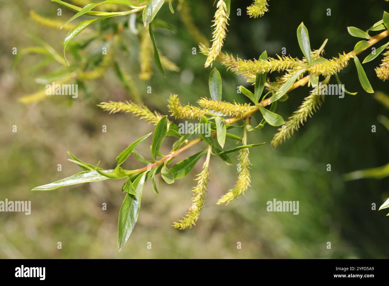 hybrid crack willow (Salix × fragilis Stock Photo - Alamy