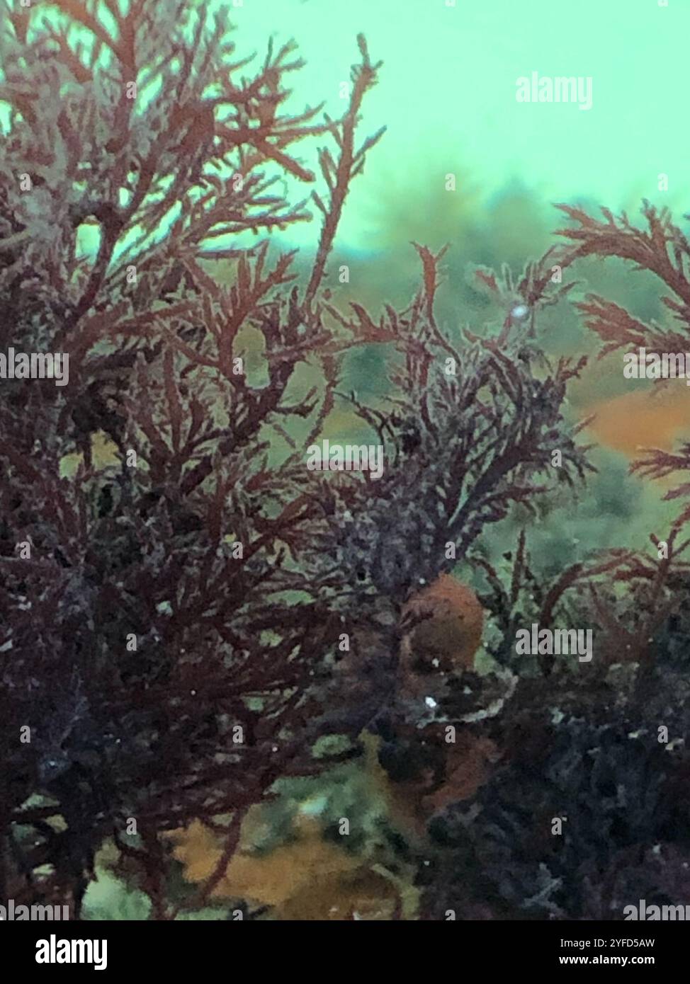 red algae (Rhodophyta Stock Photo - Alamy