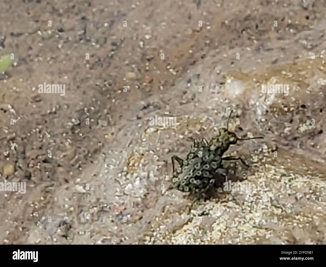 Marsh Ground Beetles (Elaphrus Stock Photo - Alamy