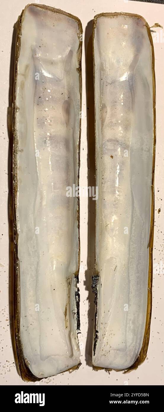 Ensis leei hi-res stock photography and images - Alamy