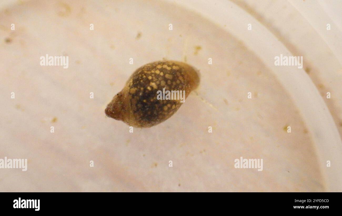 Bladder Snails (Physidae Stock Photo - Alamy