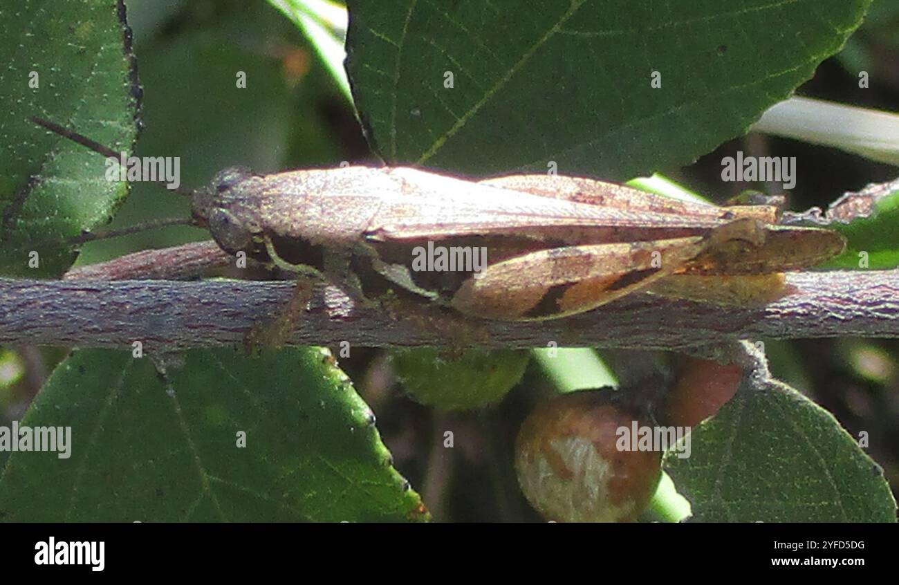 Catantops hi-res stock photography and images - Alamy