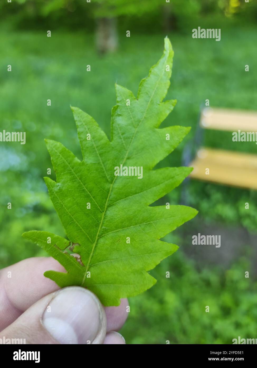 Turkey Oak (Quercus cerris Stock Photo - Alamy