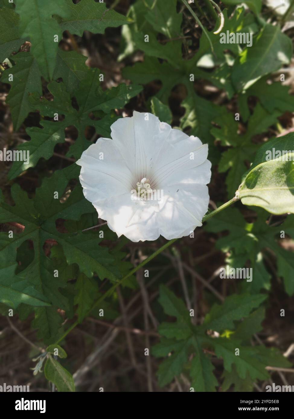 Alamo vine (Distimake dissectus Stock Photo - Alamy