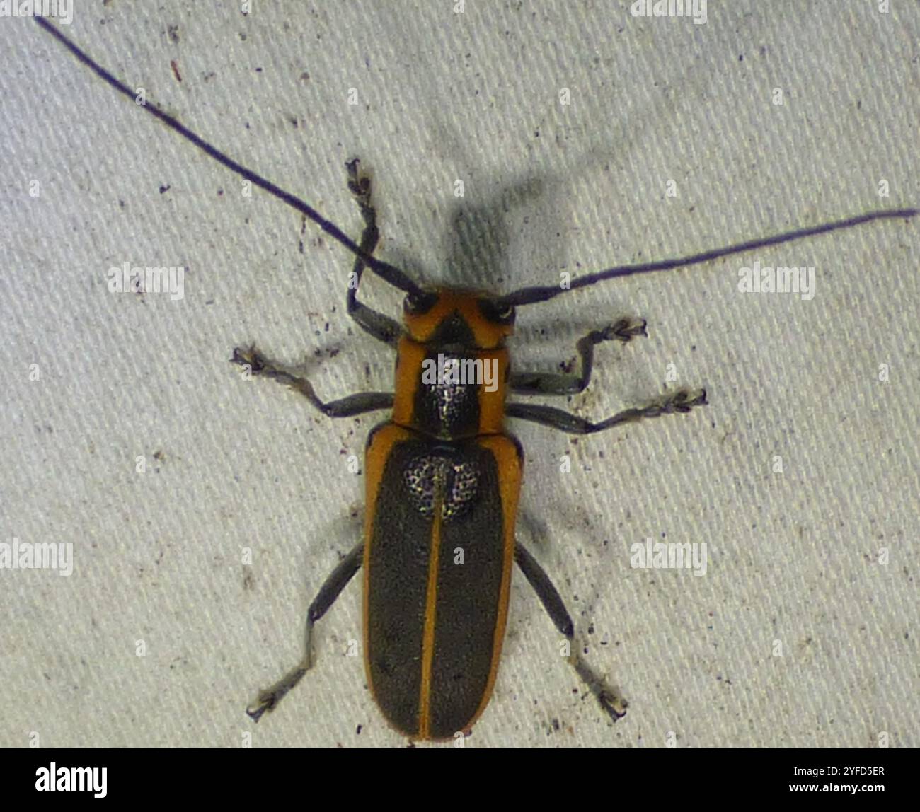 Red-edged Saperda (Saperda lateralis Stock Photo - Alamy