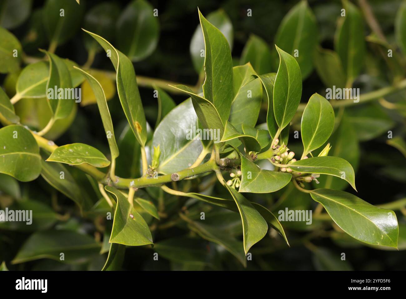 European holly (Ilex aquifolium Stock Photo - Alamy