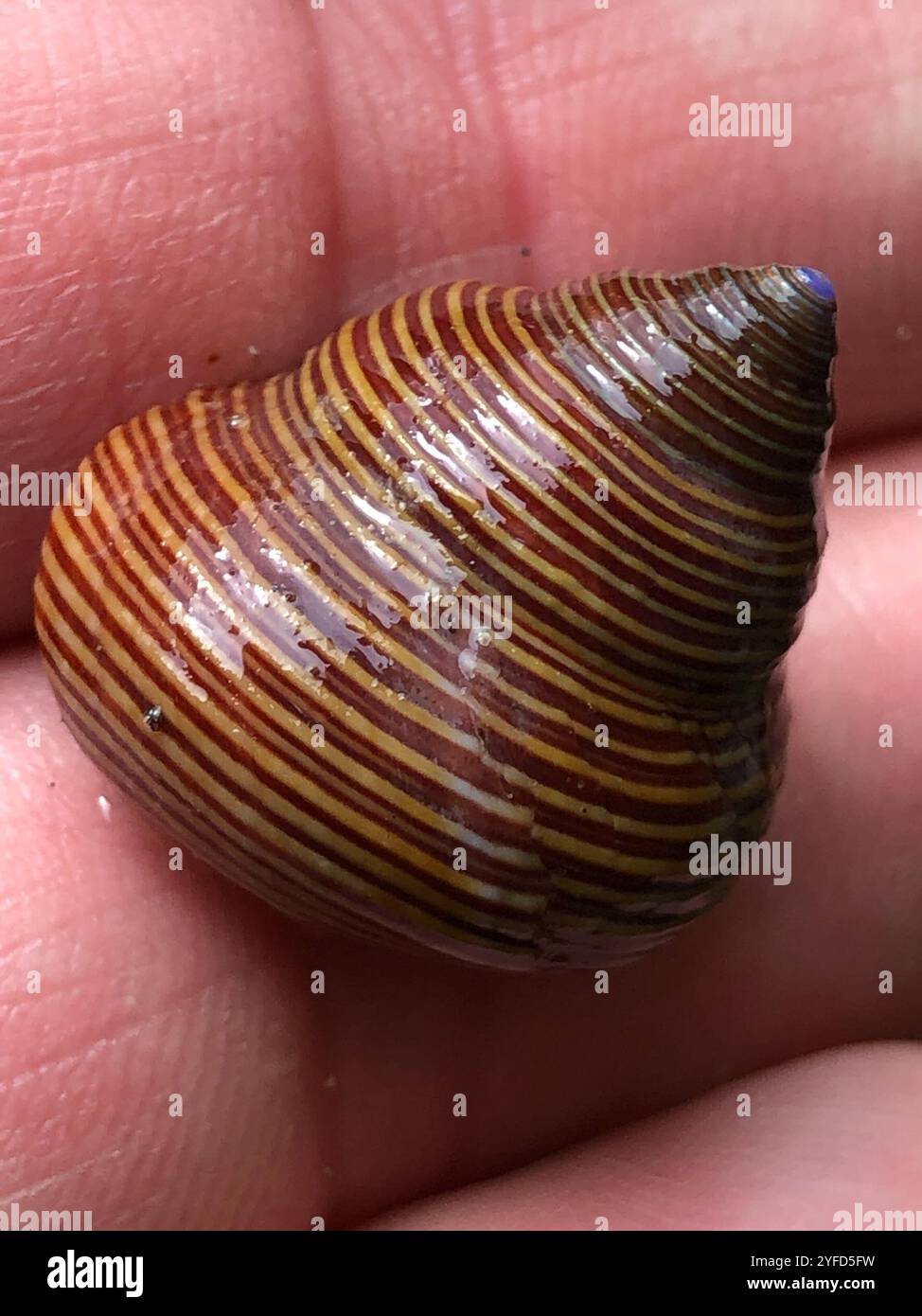 Blue ringed top snail hi-res stock photography and images - Alamy