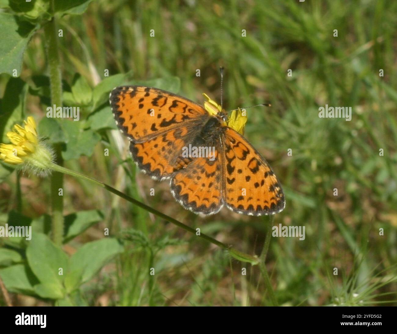 Lesser Spotted Fritillary (Melitaea trivia Stock Photo - Alamy