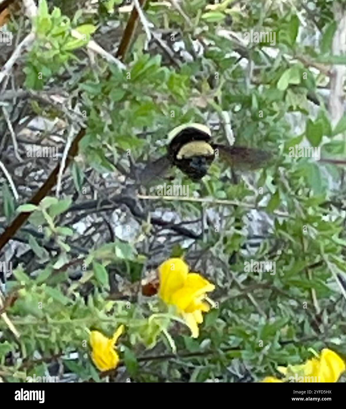 Bombus crotchii hi-res stock photography and images - Alamy