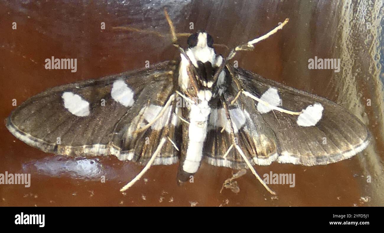 Grape Leaffolder Moth (Desmia funeralis Stock Photo - Alamy
