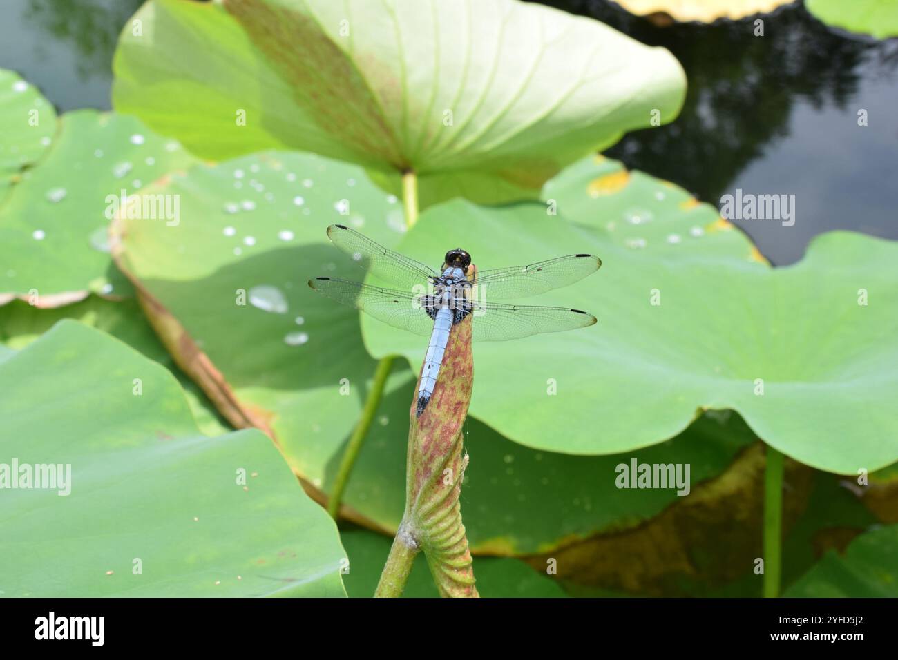 Greater Blue Skimmer (Orthetrum melania Stock Photo - Alamy