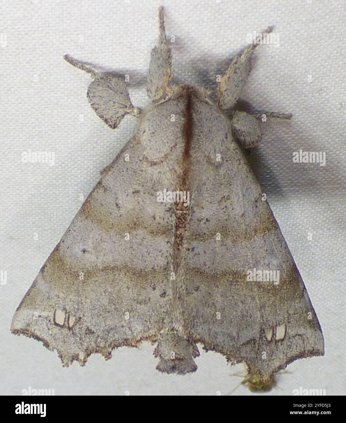 Angel Moth (Olceclostera angelica Stock Photo - Alamy