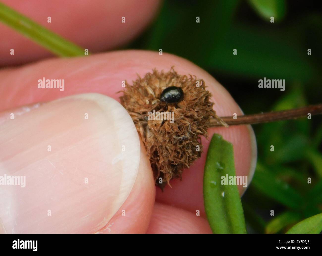 Winged and once winged insects hi-res stock photography and images - Alamy