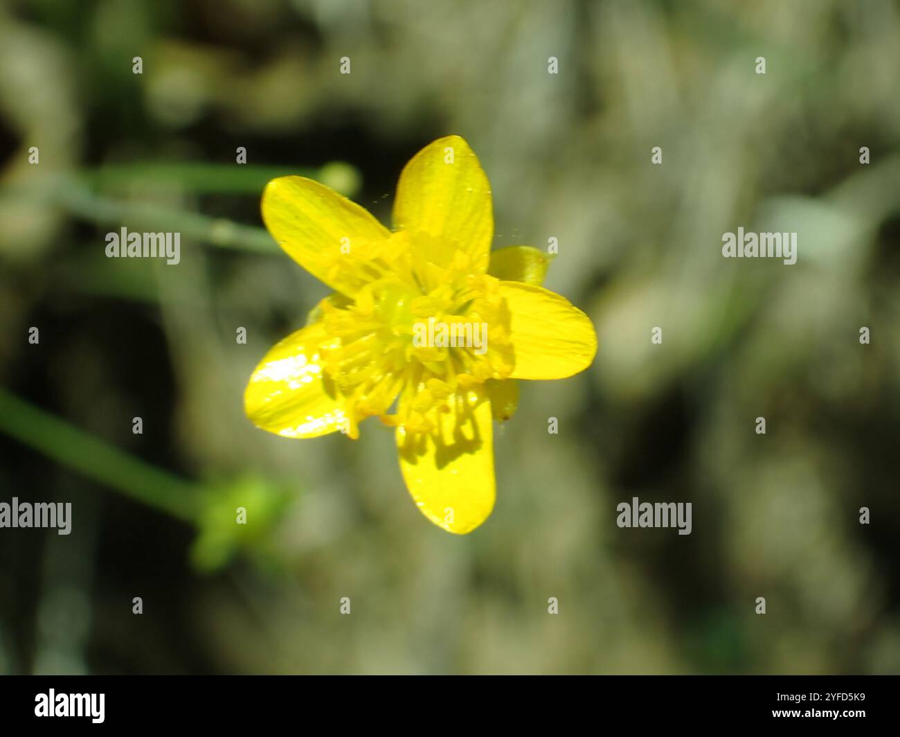 Western Buttercup (Ranunculus occidentalis Stock Photo - Alamy