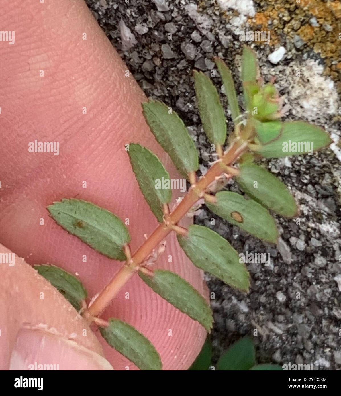 Euphorbia thymifolia hi-res stock photography and images - Alamy