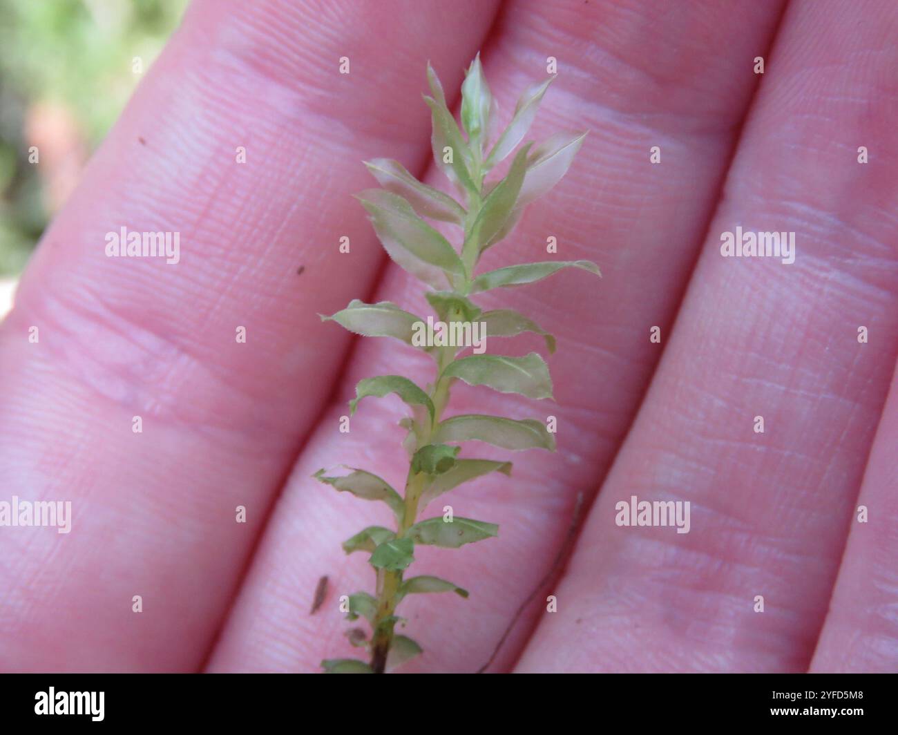 Thyme and Allied Mosses (Plagiomnium Stock Photo - Alamy