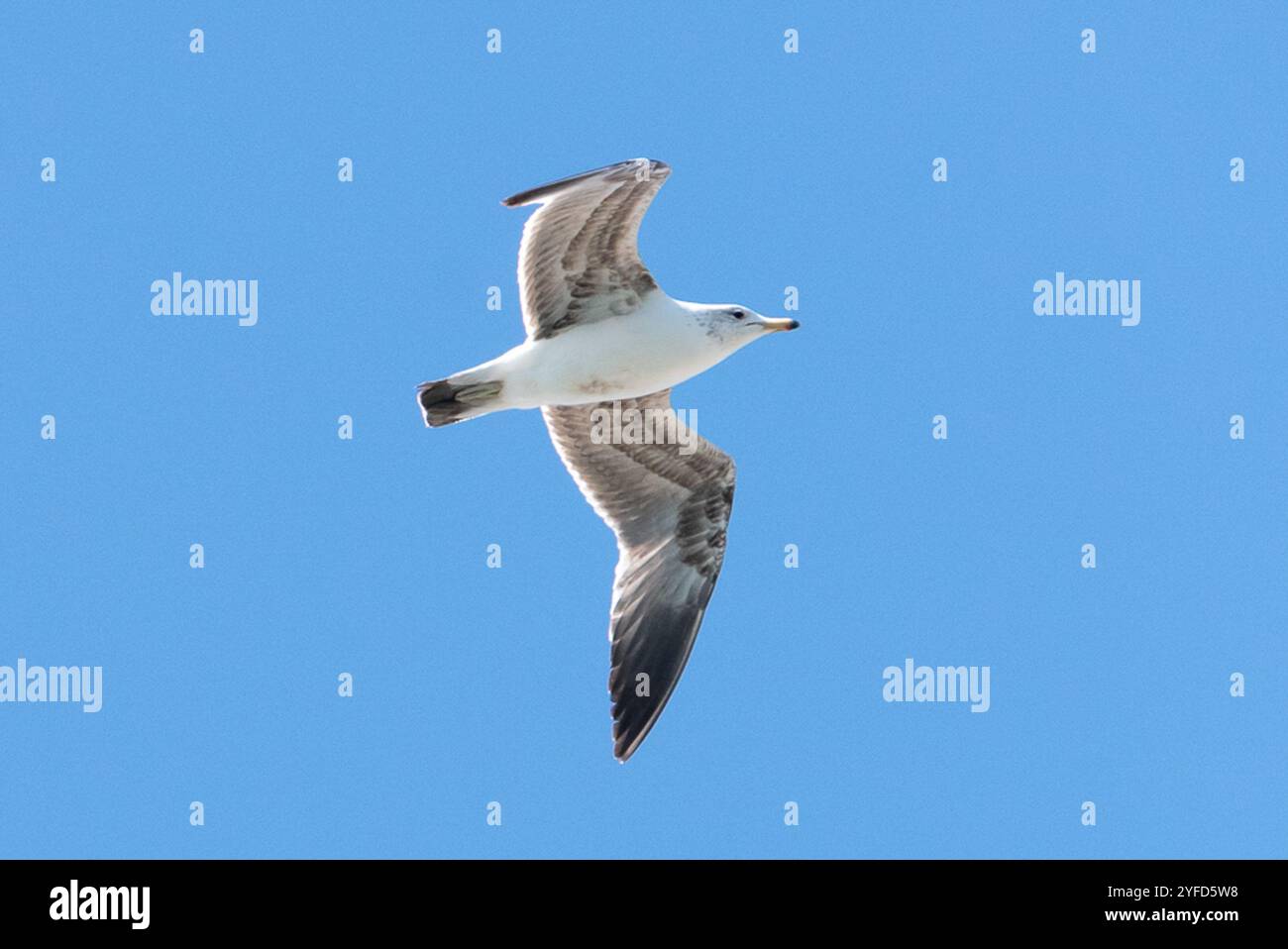 California Gull (Larus californicus Stock Photo - Alamy