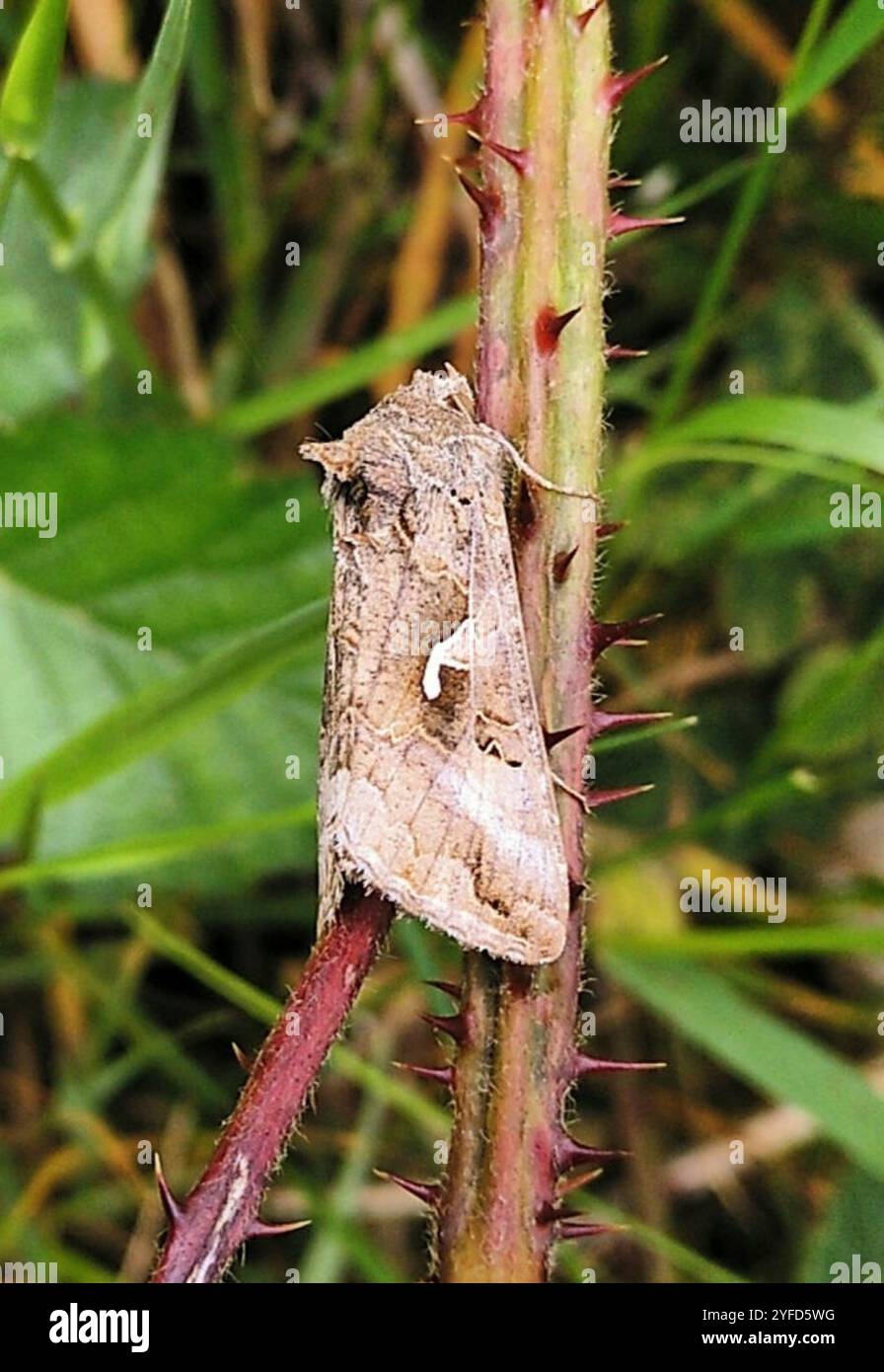 Silver Y (Autographa gamma Stock Photo - Alamy