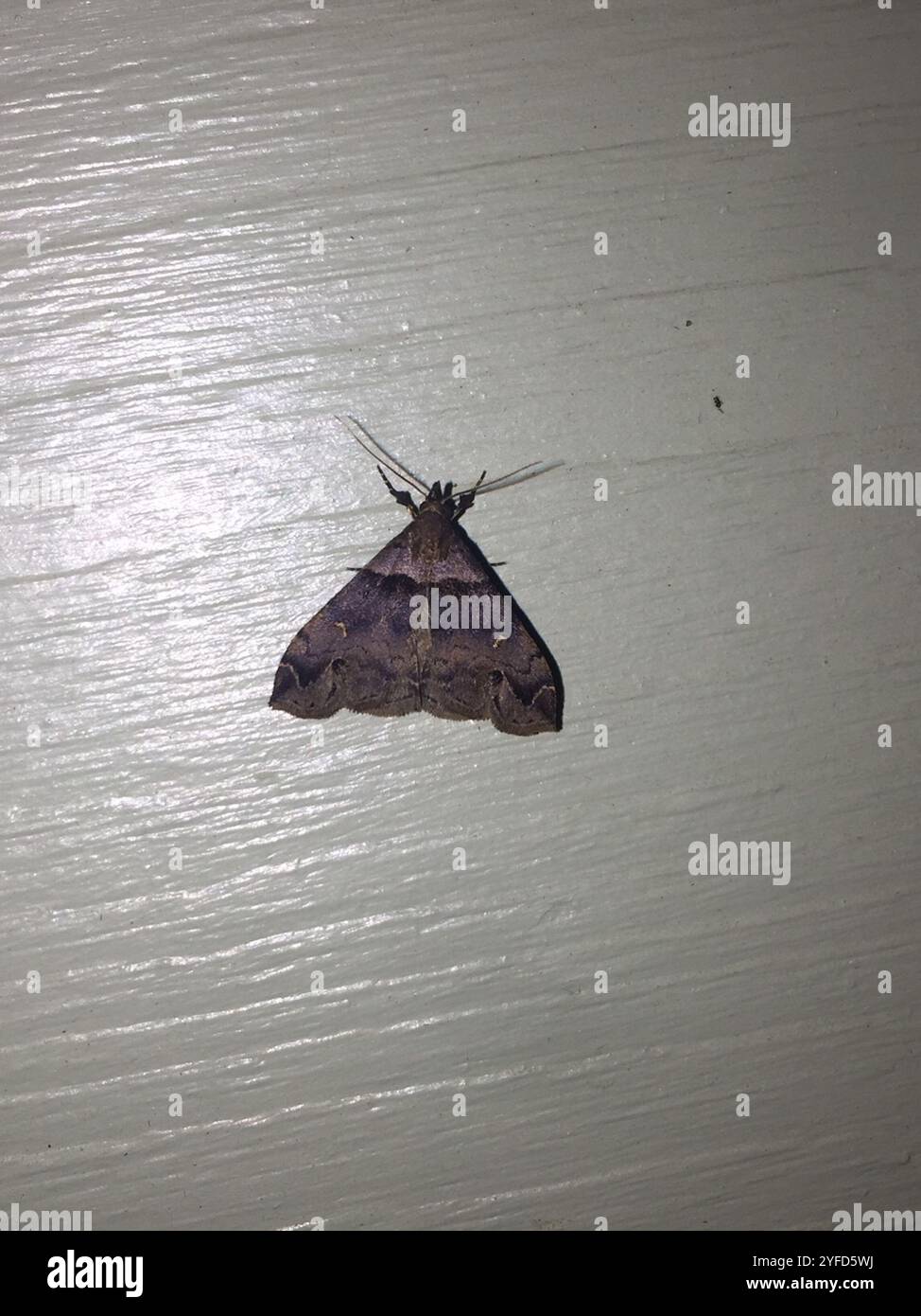 Ambiguous Moth (Lascoria ambigualis Stock Photo - Alamy
