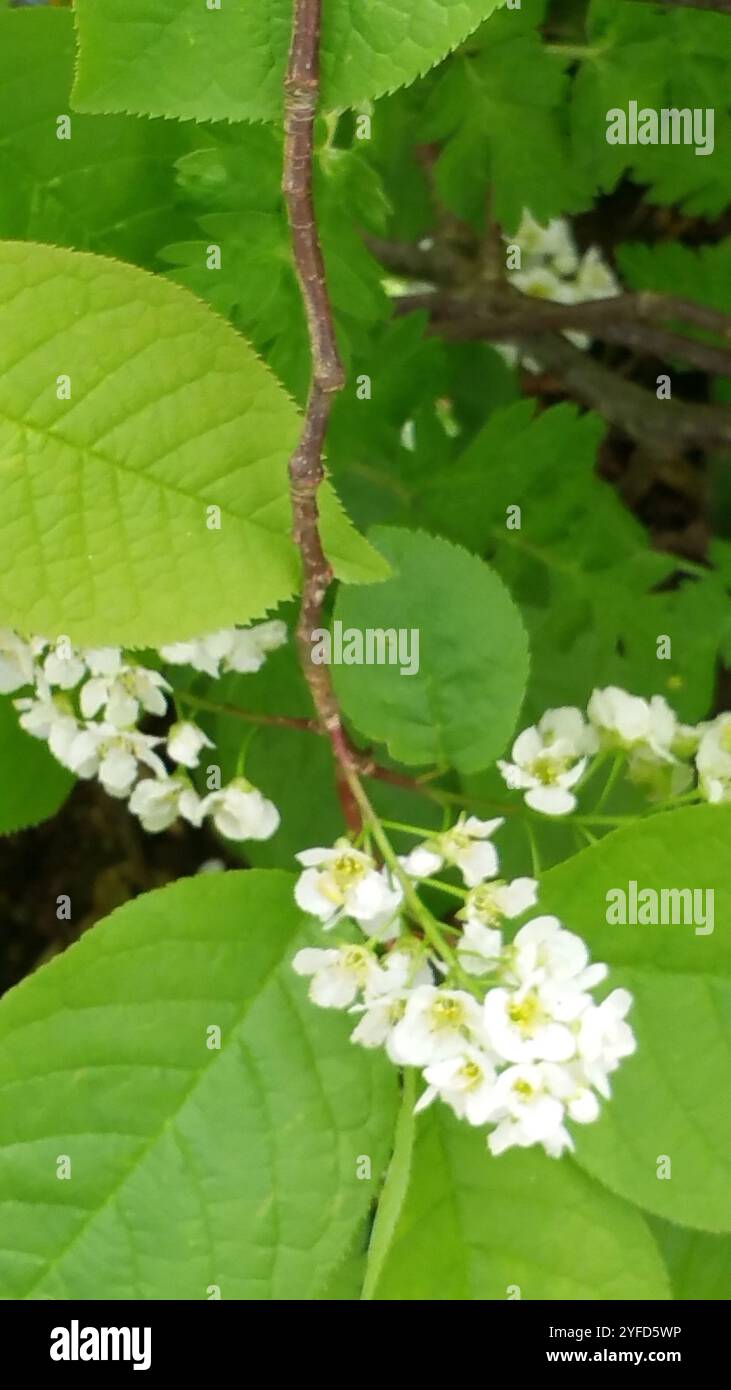 bird cherry (Prunus padus Stock Photo - Alamy