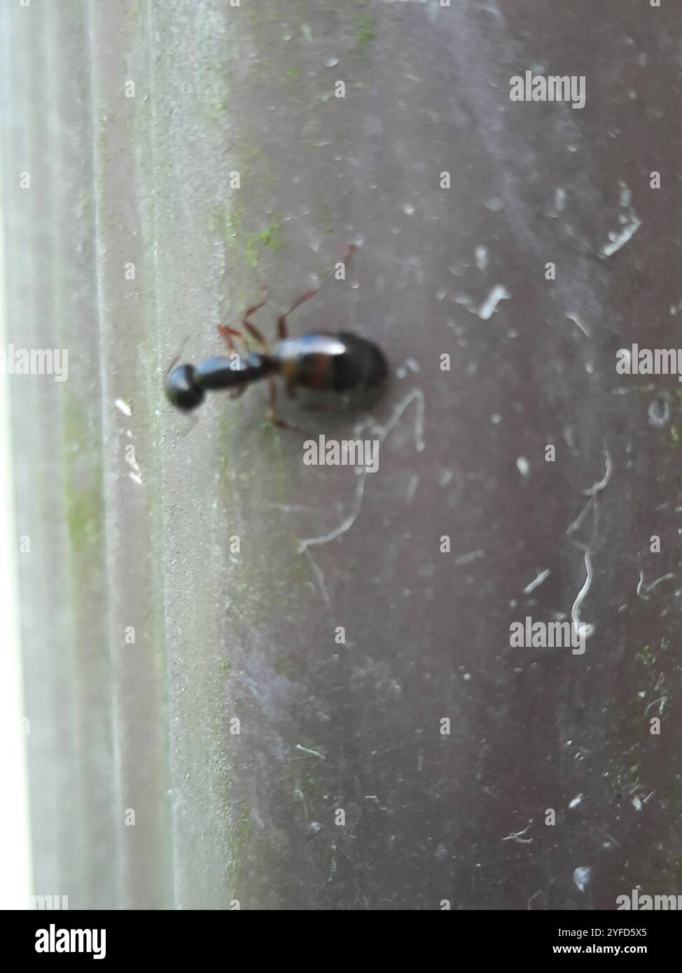 Nearctic Carpenter Ant (Camponotus nearcticus Stock Photo - Alamy