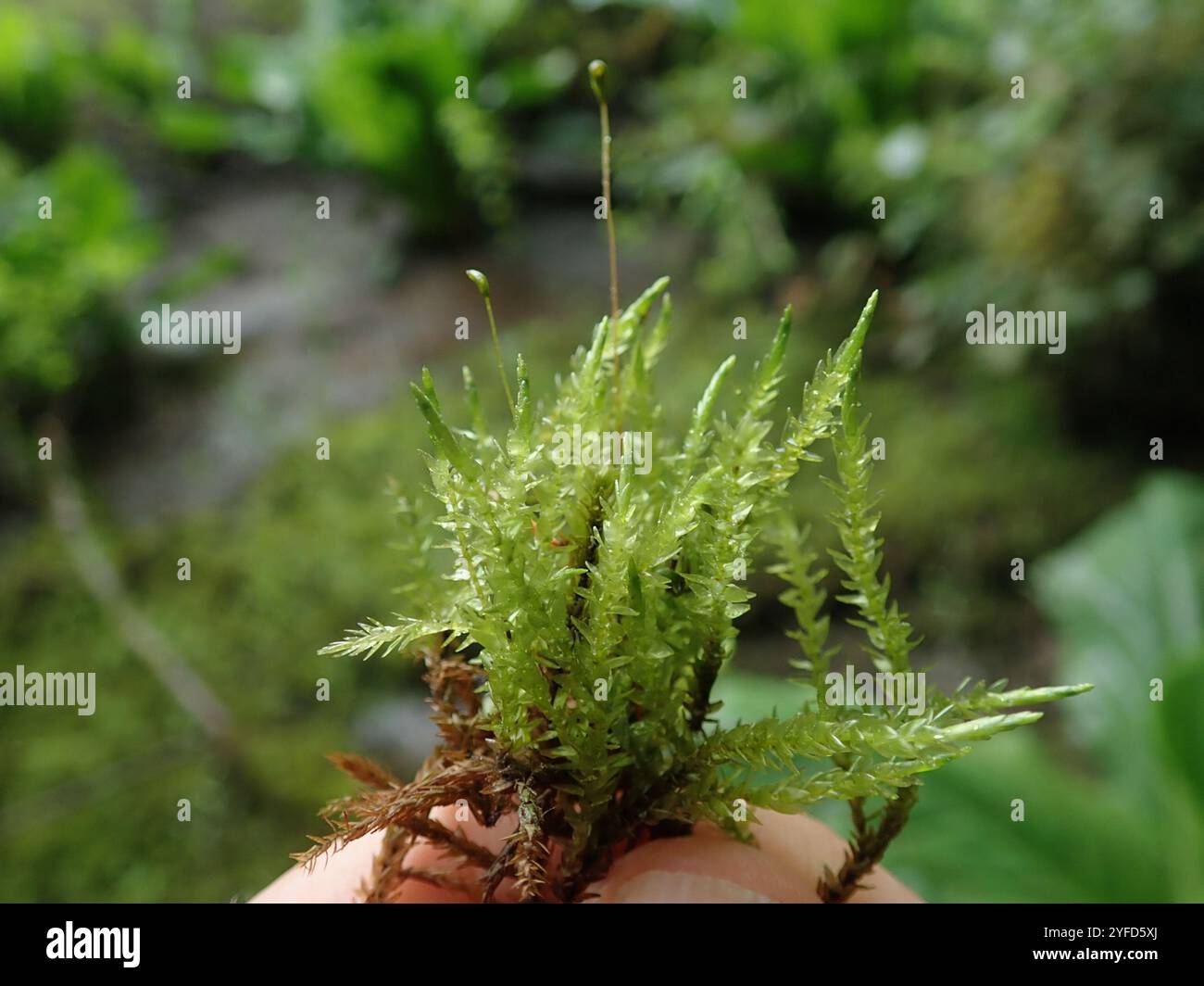 Giant Calliergon Moss (Calliergon giganteum Stock Photo - Alamy