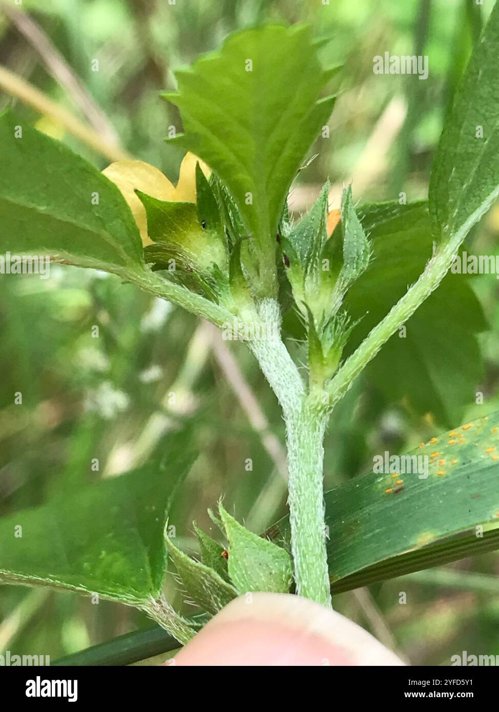 three-lobe false mallow (Malvastrum coromandelianum Stock Photo - Alamy