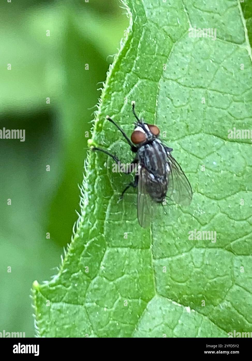 Common House Fly (Musca domestica Stock Photo - Alamy