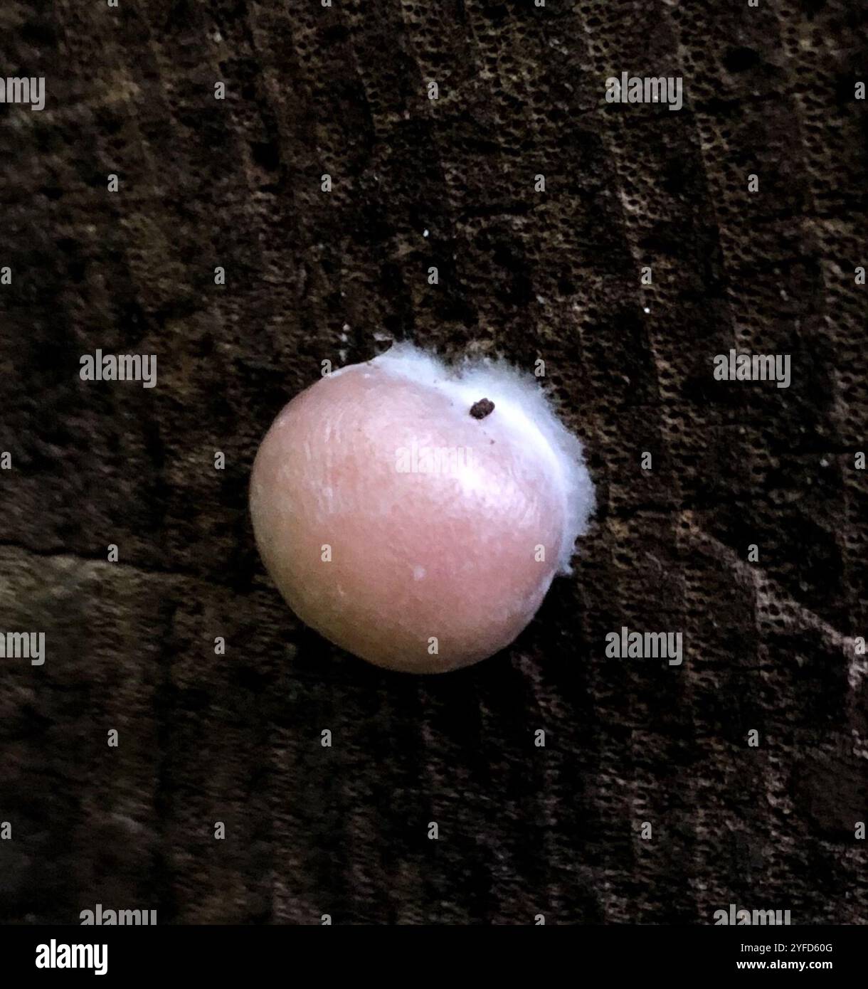 False Puffball (Reticularia lycoperdon Stock Photo - Alamy