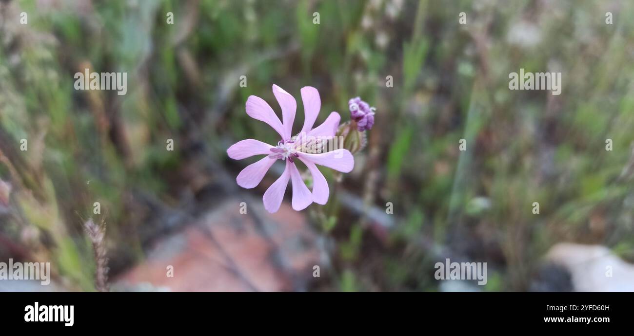 Mediterranean Catchfly (Silene colorata Stock Photo - Alamy