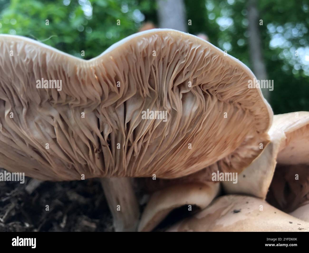 Deer Mushroom (Pluteus cervinus Stock Photo - Alamy