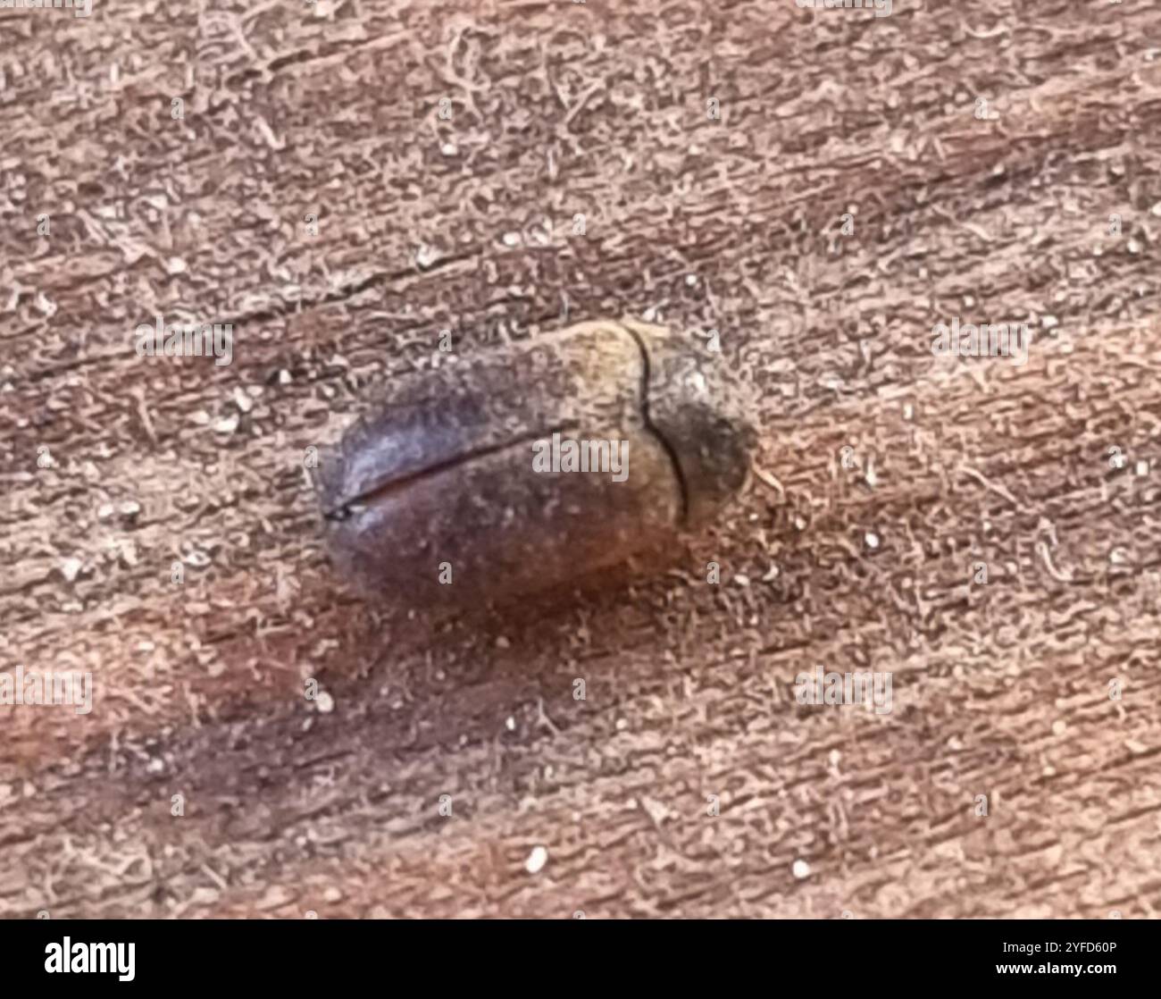 Black Carpet Beetles (Attagenus Stock Photo - Alamy