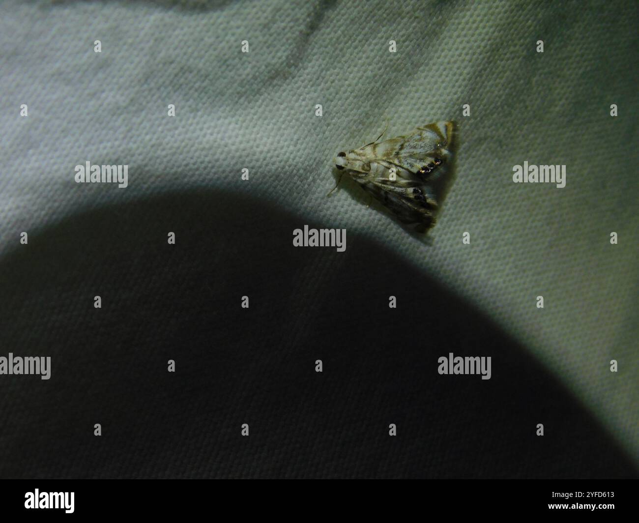 China-mark Moths (Acentropinae Stock Photo - Alamy