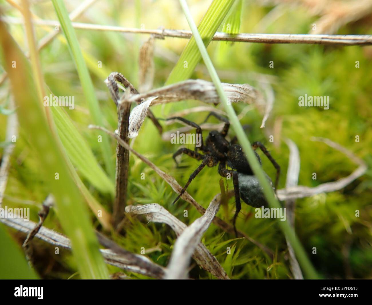 Vancouver Thin-legged Wolf Spider (Pardosa vancouveri Stock Photo - Alamy