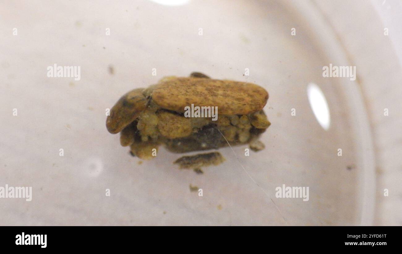Little Black Caddisflies (Glossosomatidae Stock Photo - Alamy